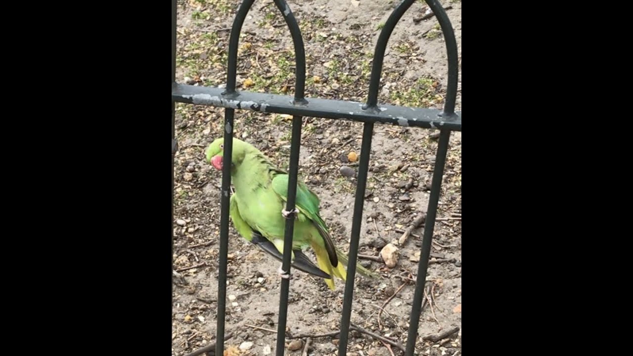 funny gymnastic parrot (St. James's Park, London) - YouTube