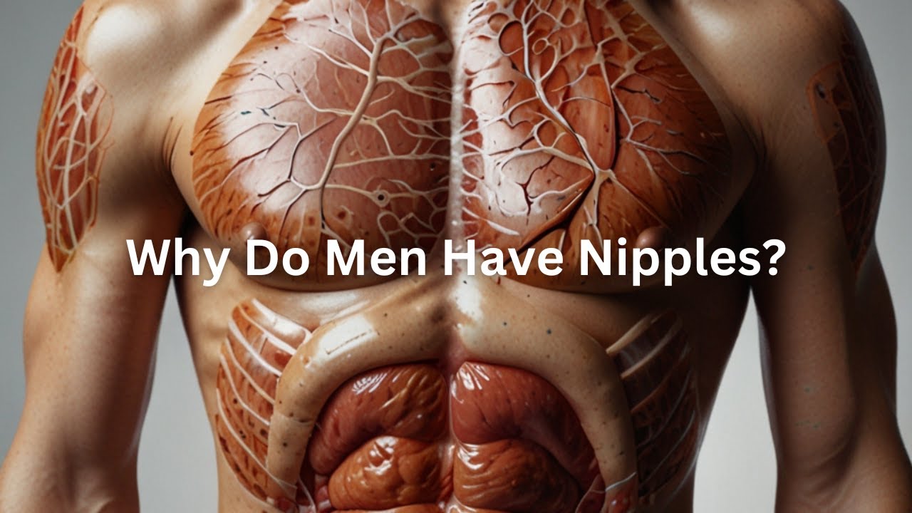 Why Do Men Have Nipples? - YouTube