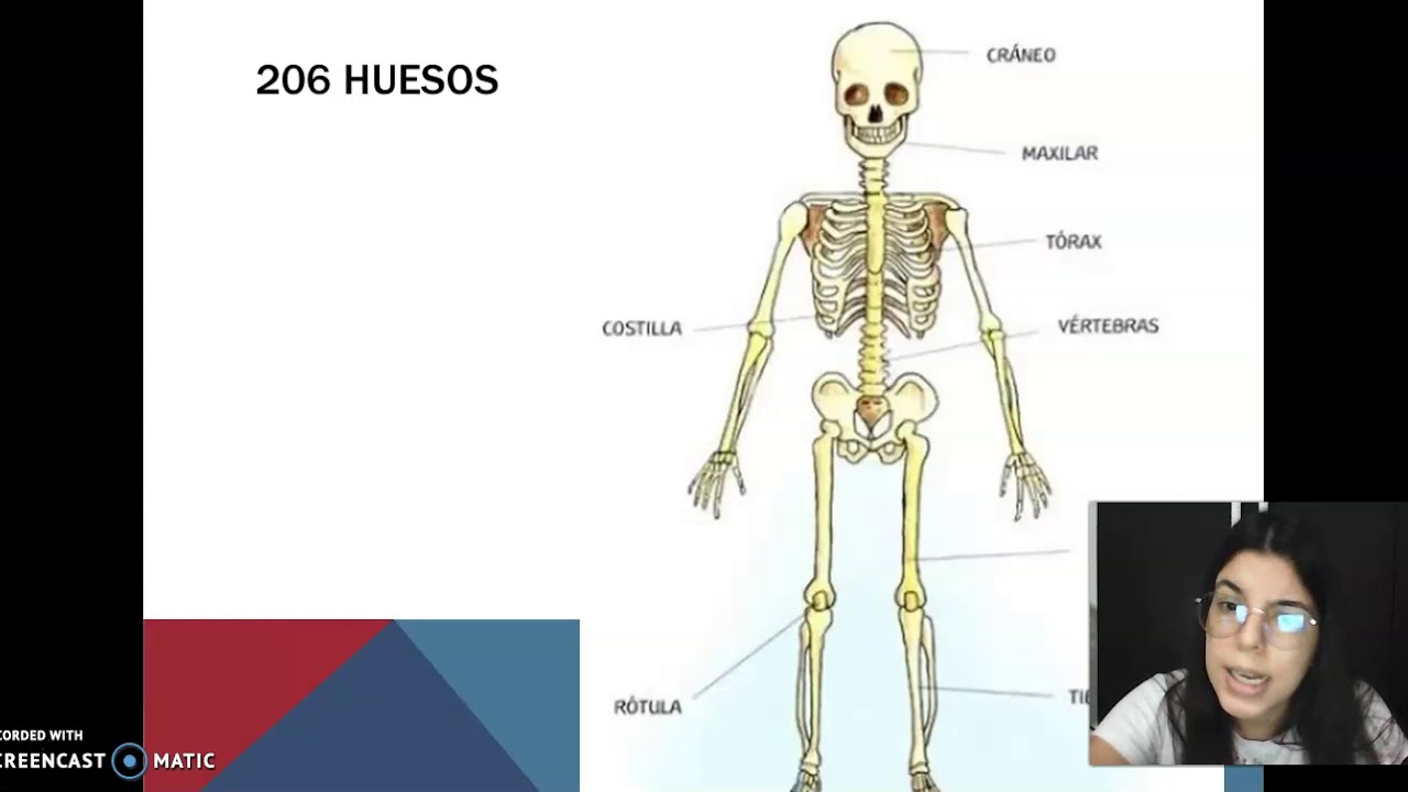 Sistema Locomotor - YouTube