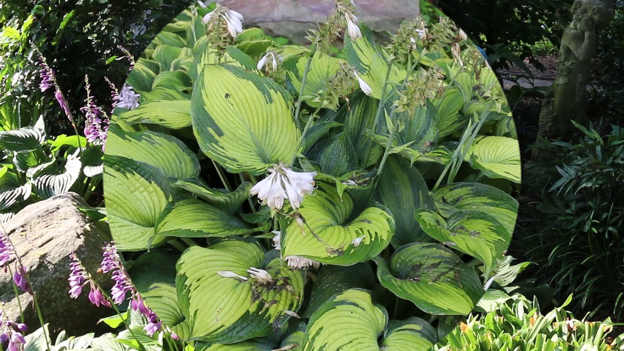 Hosta (Hosta spp.) - Plant Identification - YouTube