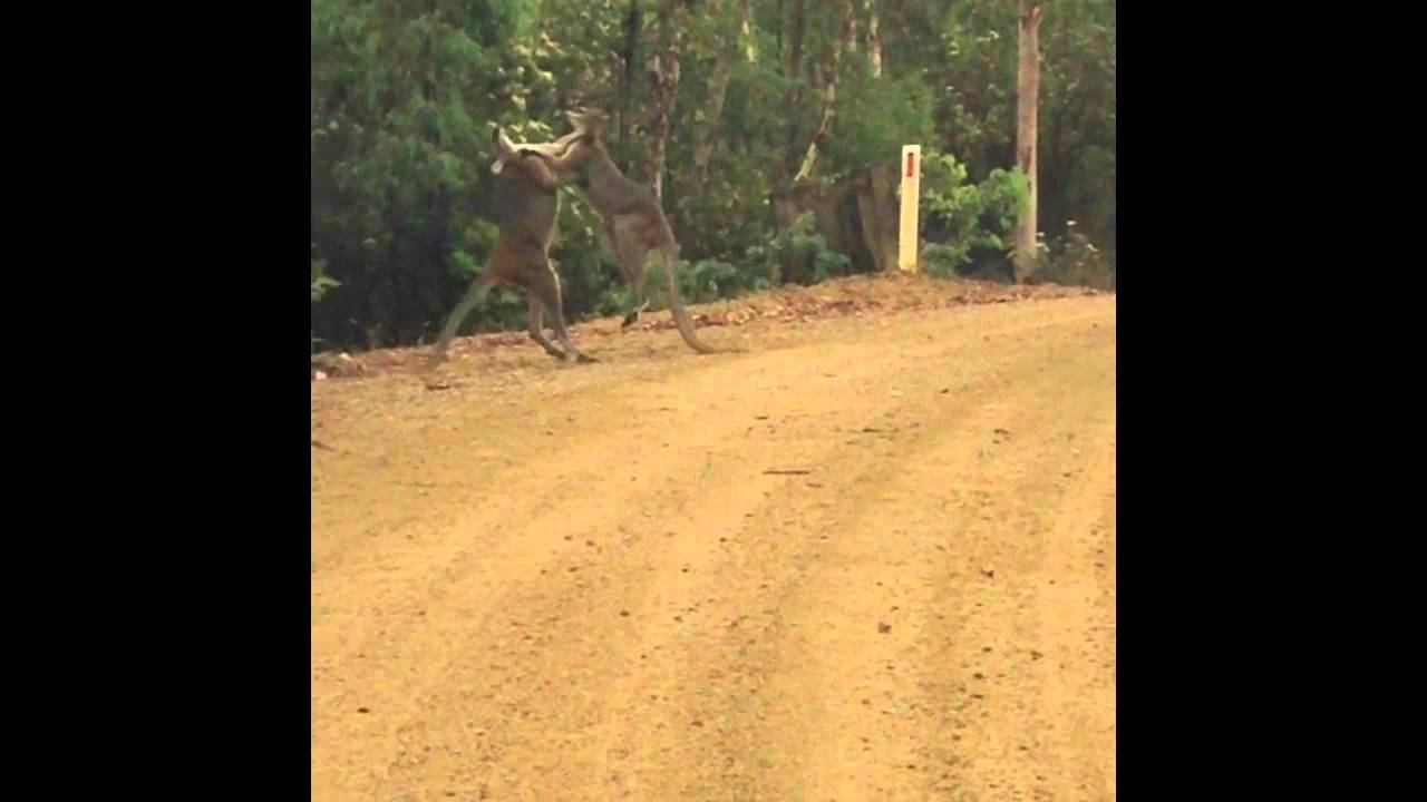 Kangaroo Ninja's - YouTube