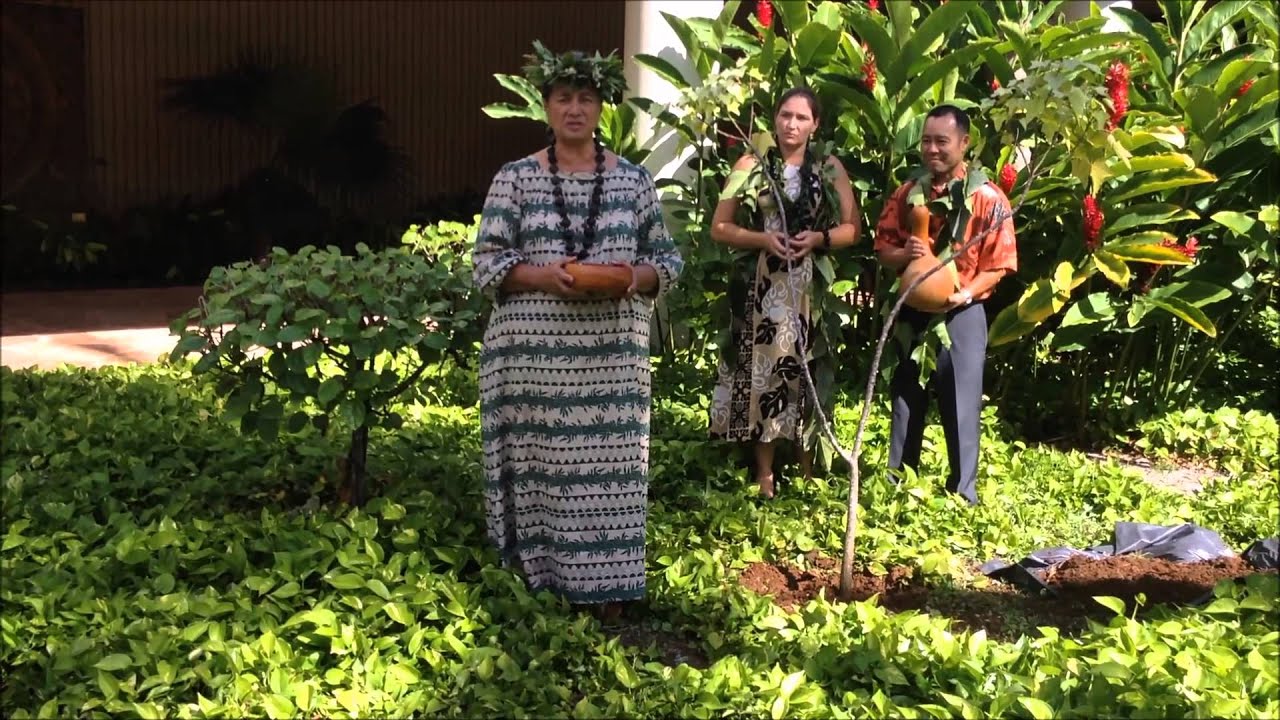 Planting a Kukui Nut Tree in Lihu'e, Kaua'i - YouTube
