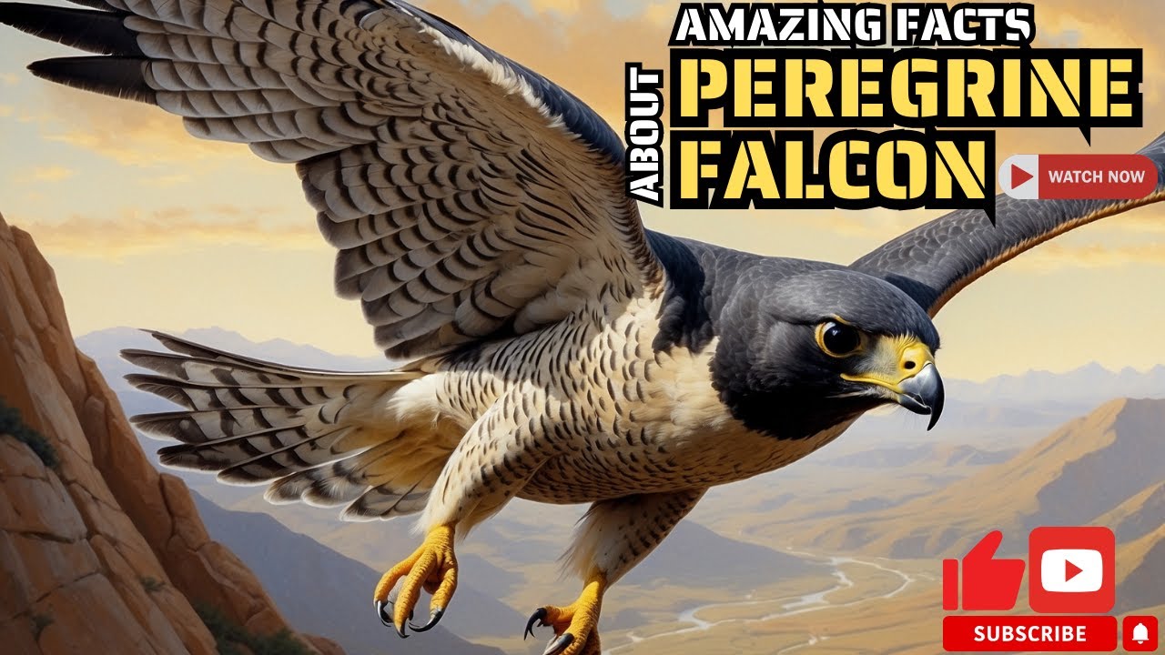 Surprising FACTS about Peregrine Falcon [MUST WATCH] - YouTube