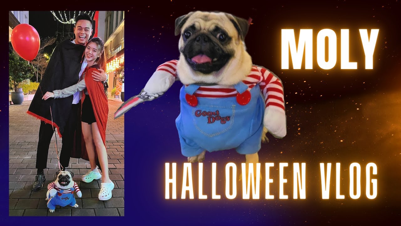 VLOG 1 | Moly the PUG 最呆萌 Chucky 我们的开心小日记 - YouTube