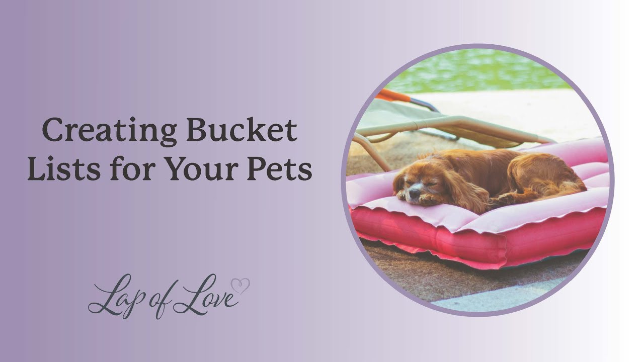 Creating Bucket Lists for Your Pets - YouTube