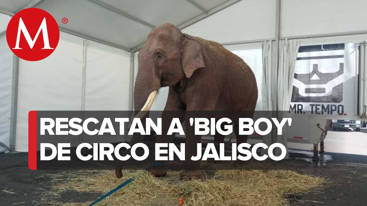 Rescatan a Big Boy, el elefante, tras una vida en un circo de Jalisco ...