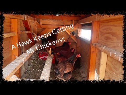 A Hawk Keeps Getting My Chickens - YouTube