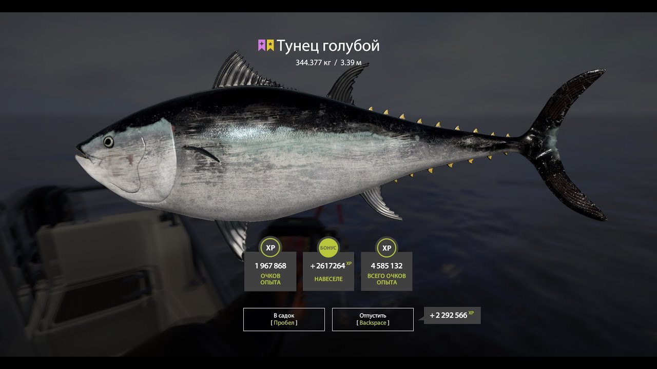 Russian Fishing 4 Atlantic Bluefin Tuna Trophy - YouTube