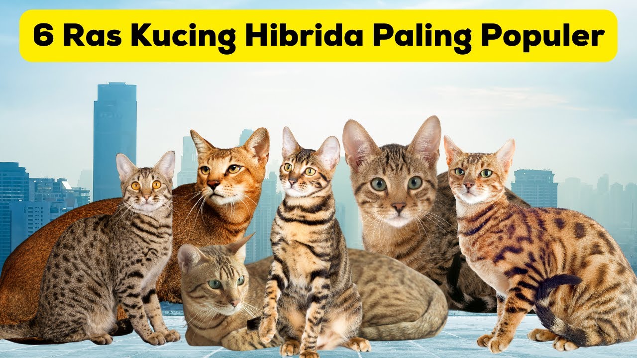 6 Ras Kucing Hibrida Paling Populer / 6 Most Popular Hybrid Cat Breeds ...