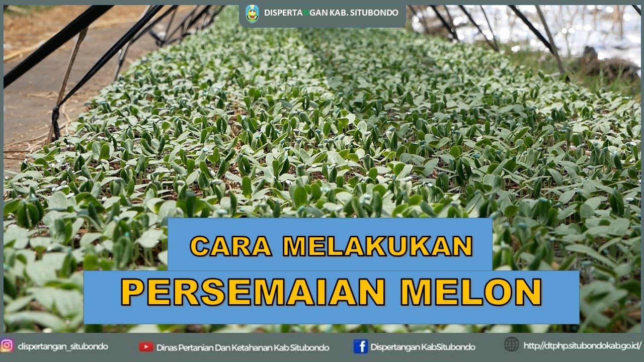 CARA MELAKUKAN PERSEMAIAN BIBIT TANAMAN MELON - YouTube