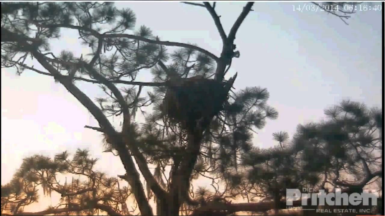 3 /14/14 SWFL Eagles.....TGIF SWFL - YouTube