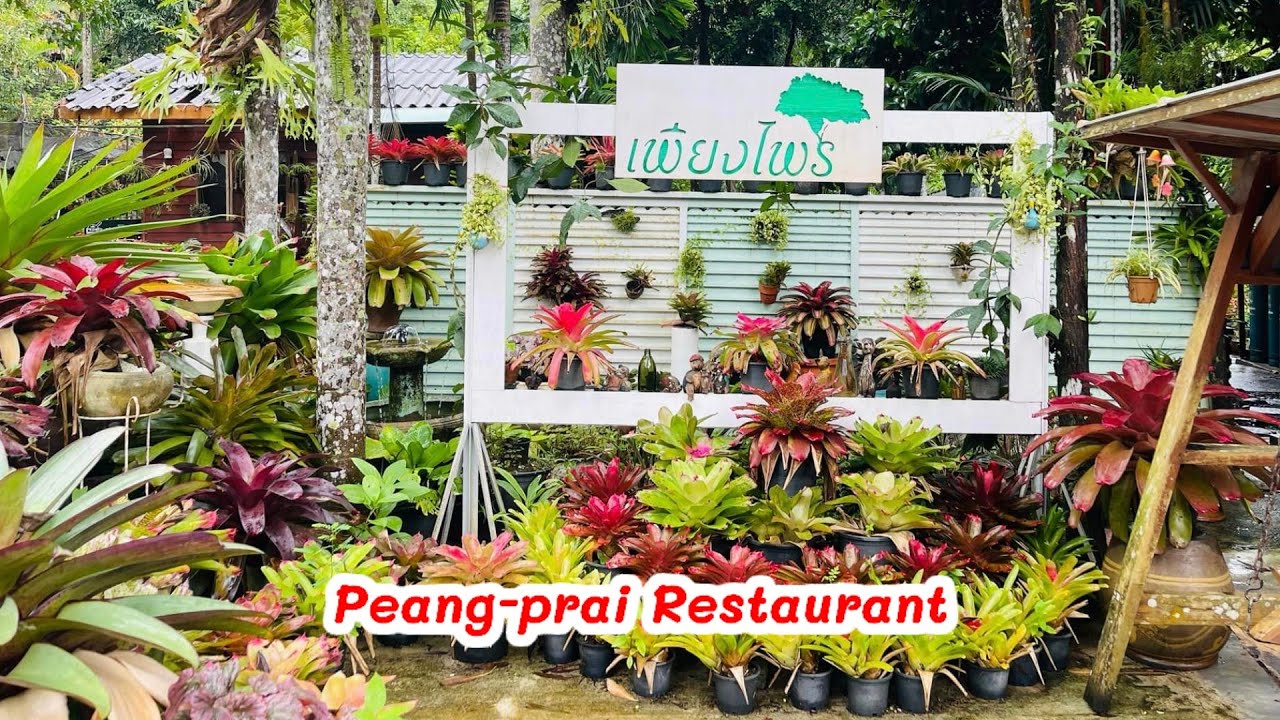 Peang-prai Restaurant ร้านอาหารเพียงไพร [ 11 June 2023 ] #huaweinovay70 ...