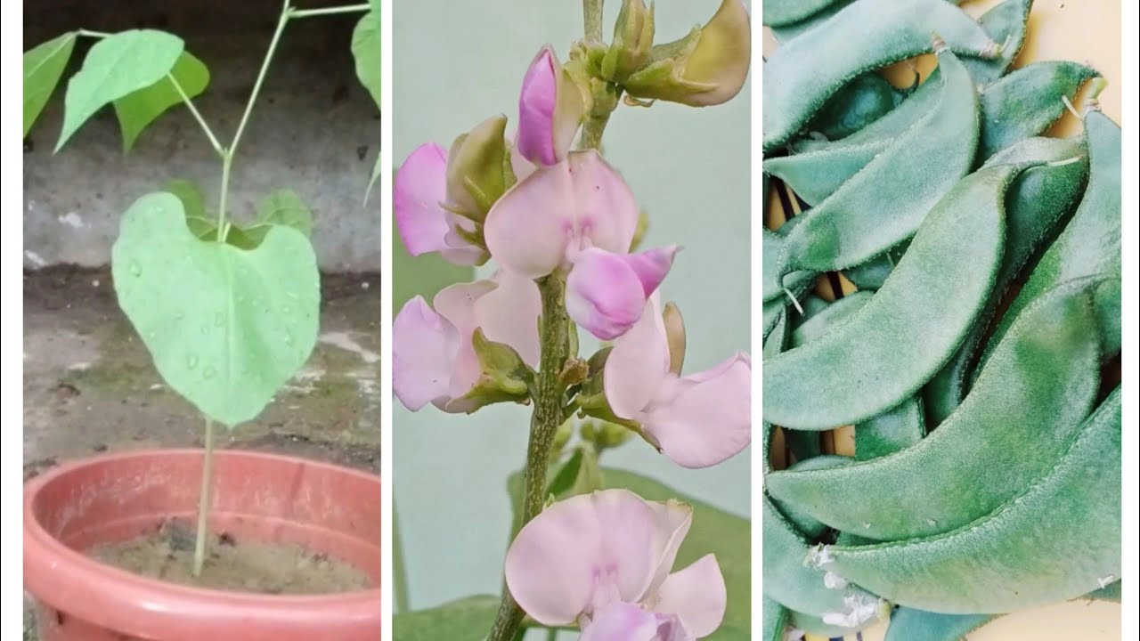 How to grow Sem Phali at home# indian vegetables garden# sem phali ...