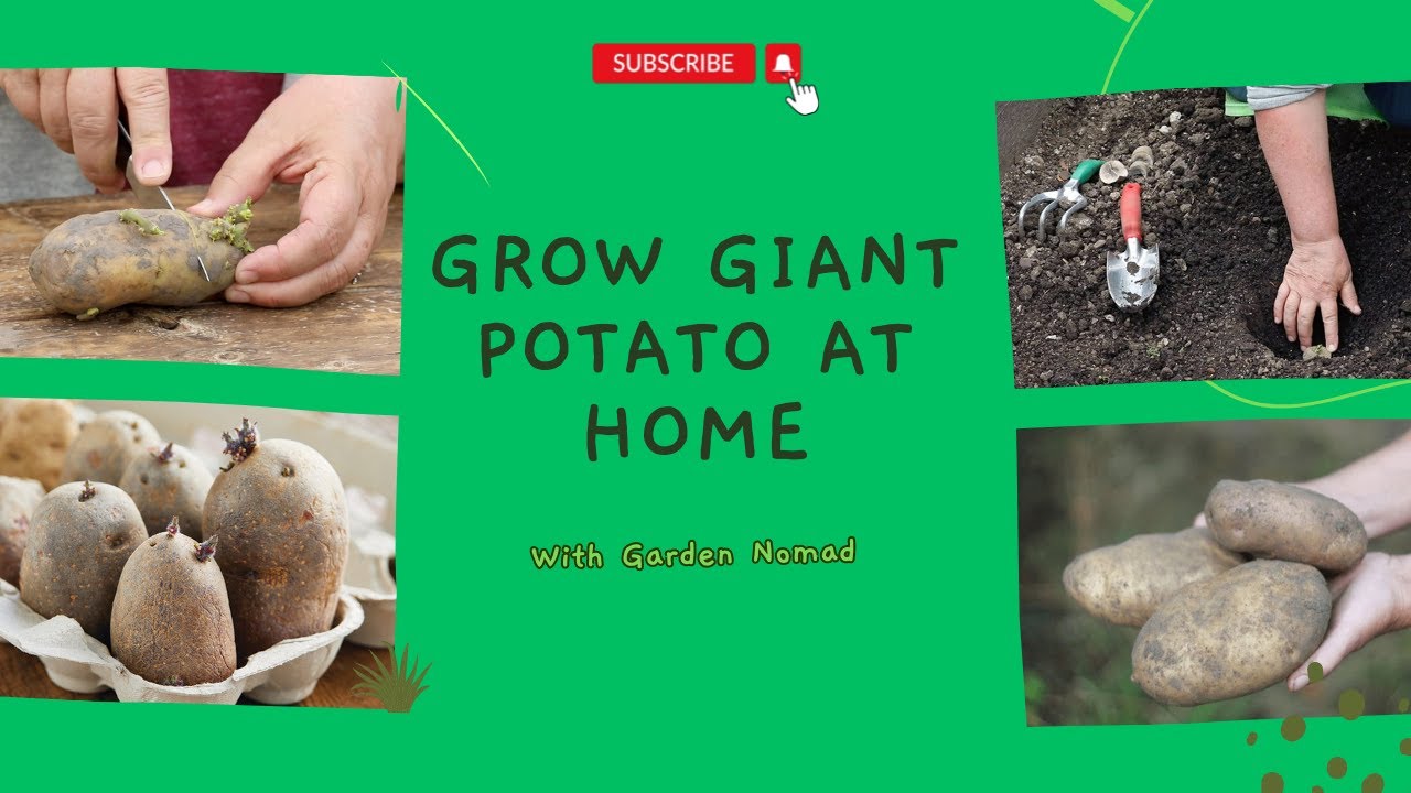 Grow GIANT Potatoes in Your Own Backyard - Step-by-Step Guide - YouTube