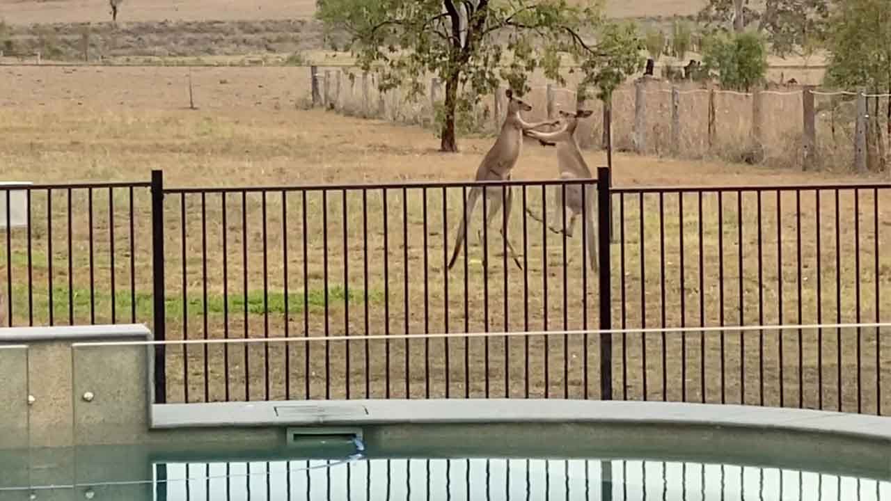 Kangaroos Have Boxing Match By The Pool - YouTube