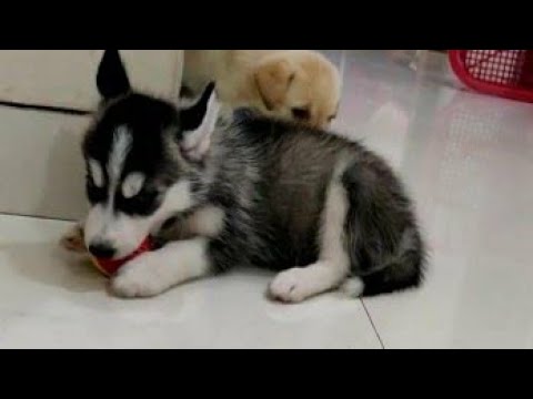 Husky | Puppies Playing with a ball - YouTube