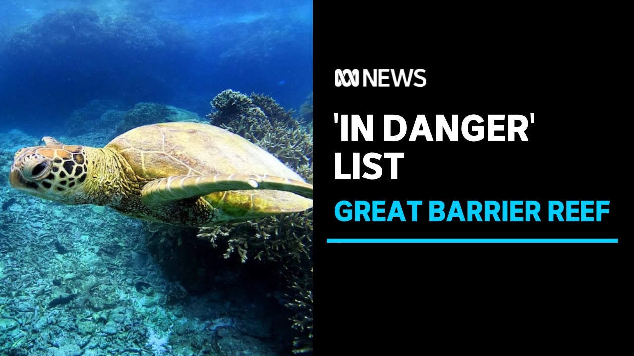 UN recommends Great Barrier Reef added to 'in danger' list | ABC News ...