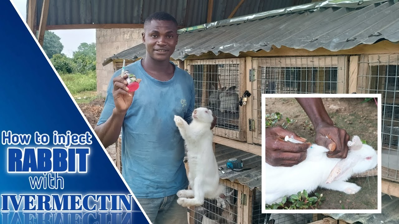 How to USE and TREAT Rabbit with ivermectin injection || Rabbit farming ...