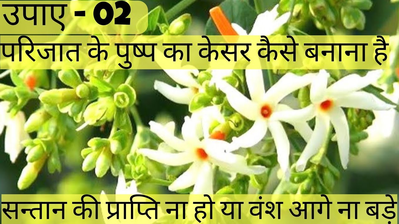 Upaye - 02 "Parijat pushp ke upaye" "santan prapti ke liye parijat ...
