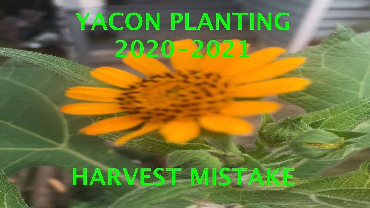 YACON BIG MISTAKE HARVEST TIME 2020 2021 - YouTube