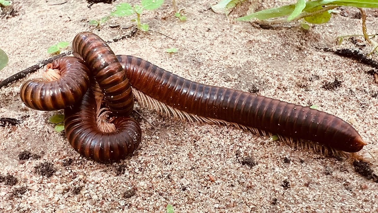 Hunting lots big millipedes I Millipedes in the Farm of the Leaves # ...