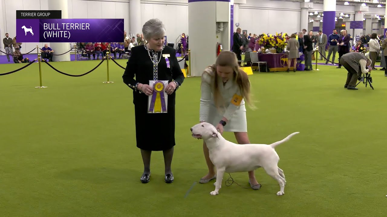 Bull Terriers (White) | Breed Judging 2025 - YouTube