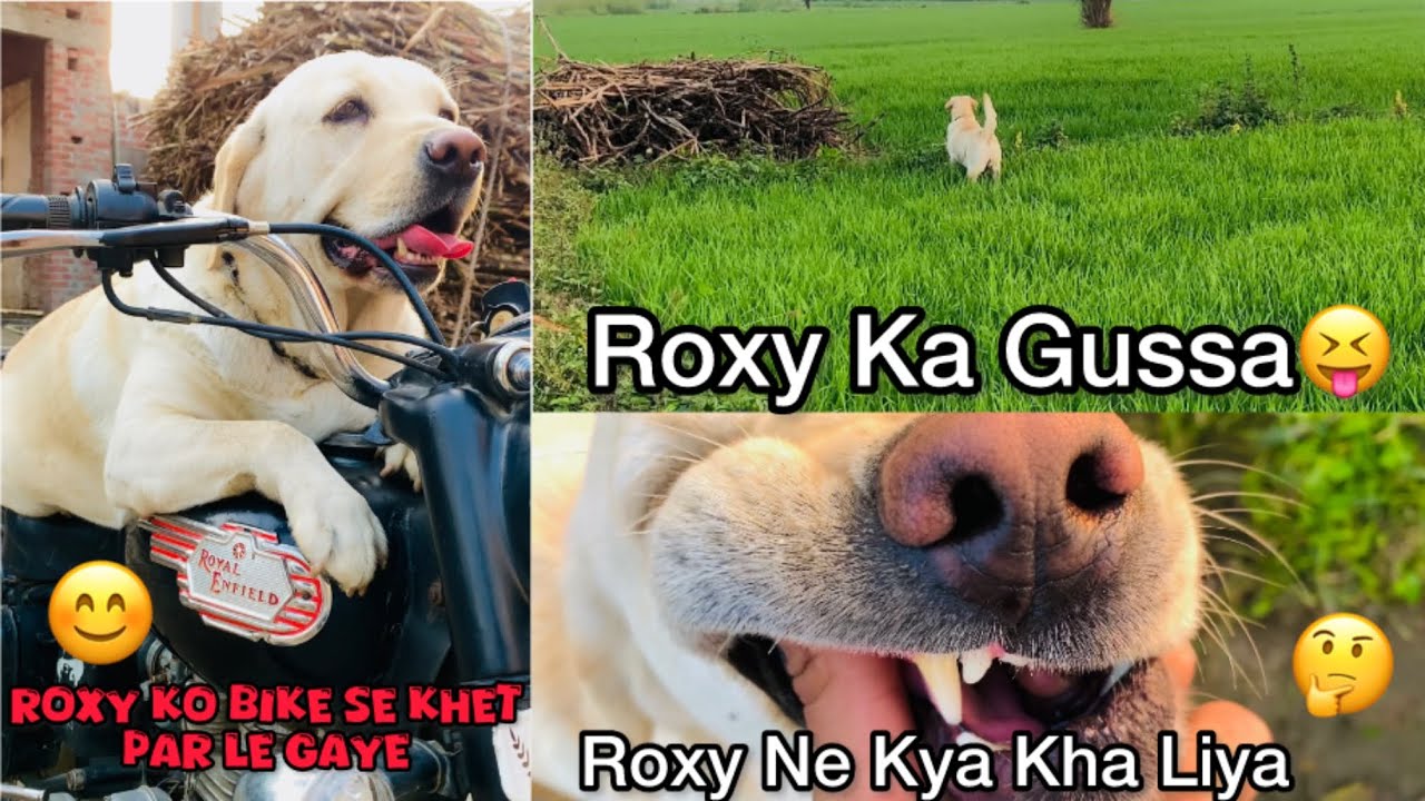 Roxy Labrador ka Gussa😜Roxy Ko Bike Se Khet Par Le Gaye😎Roxy Ne Kya Kha Liya - YouTube