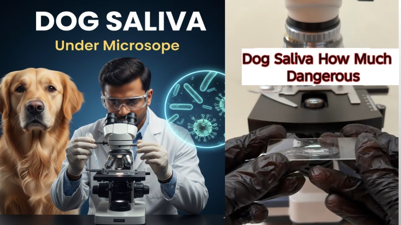 Dog Saliva Under Microscope | Shocking Bacteria You Must See 🔬 | Dog ...