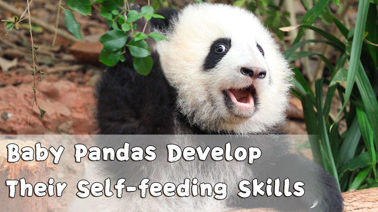 Baby Pandas Develop Their Self-feeding Skills | iPanda - YouTube
