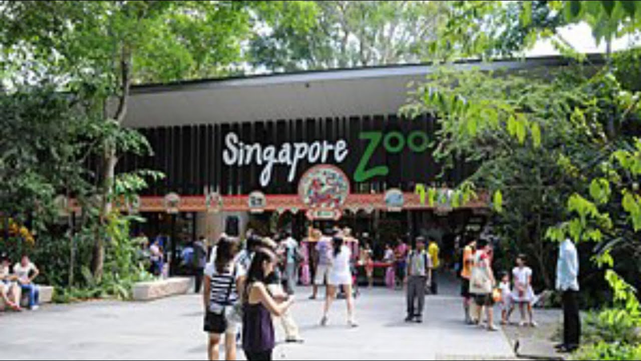 Mandai Wildlife Reserve Singapore Zoo Walking Tour - The Best Way to ...