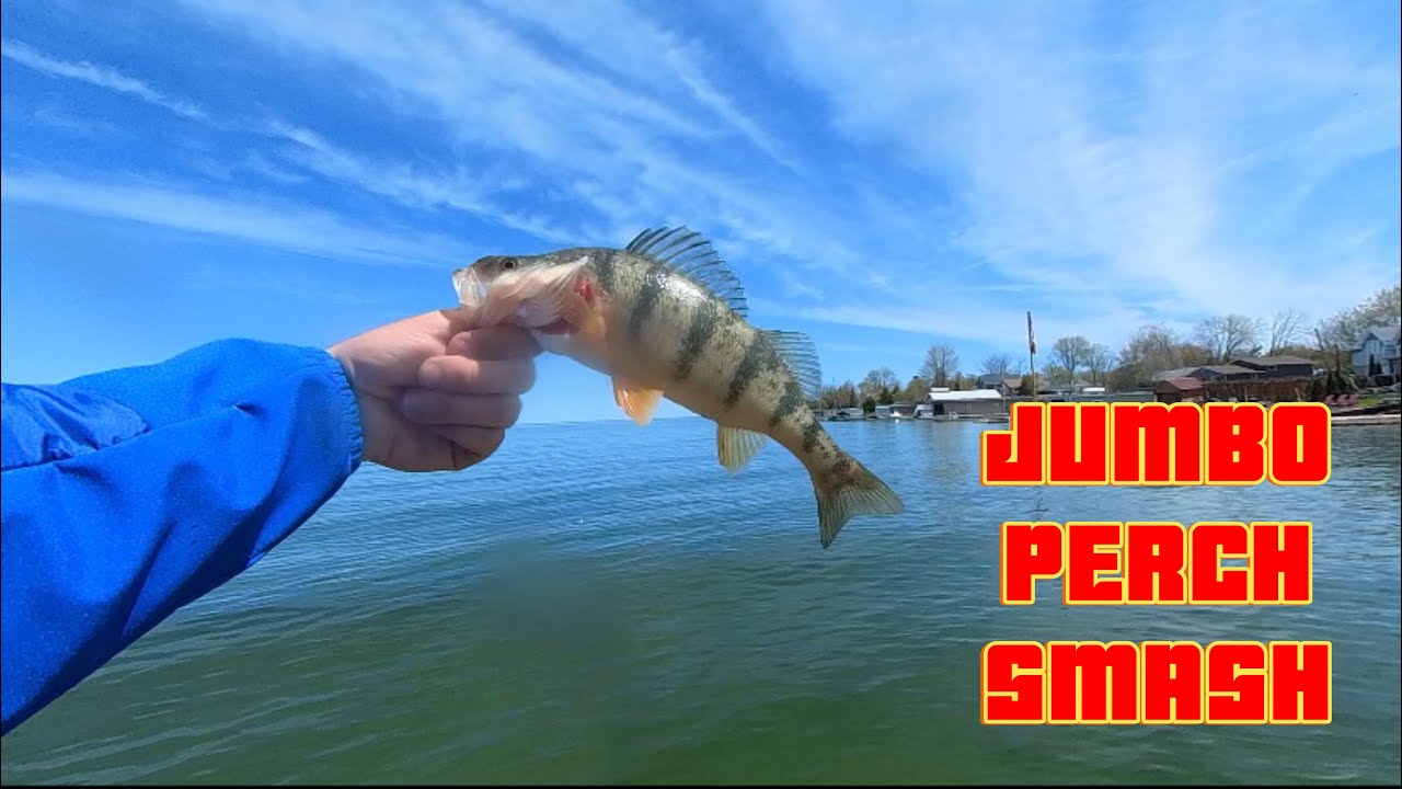 Catching Giant Lake Simcoe Perch - YouTube