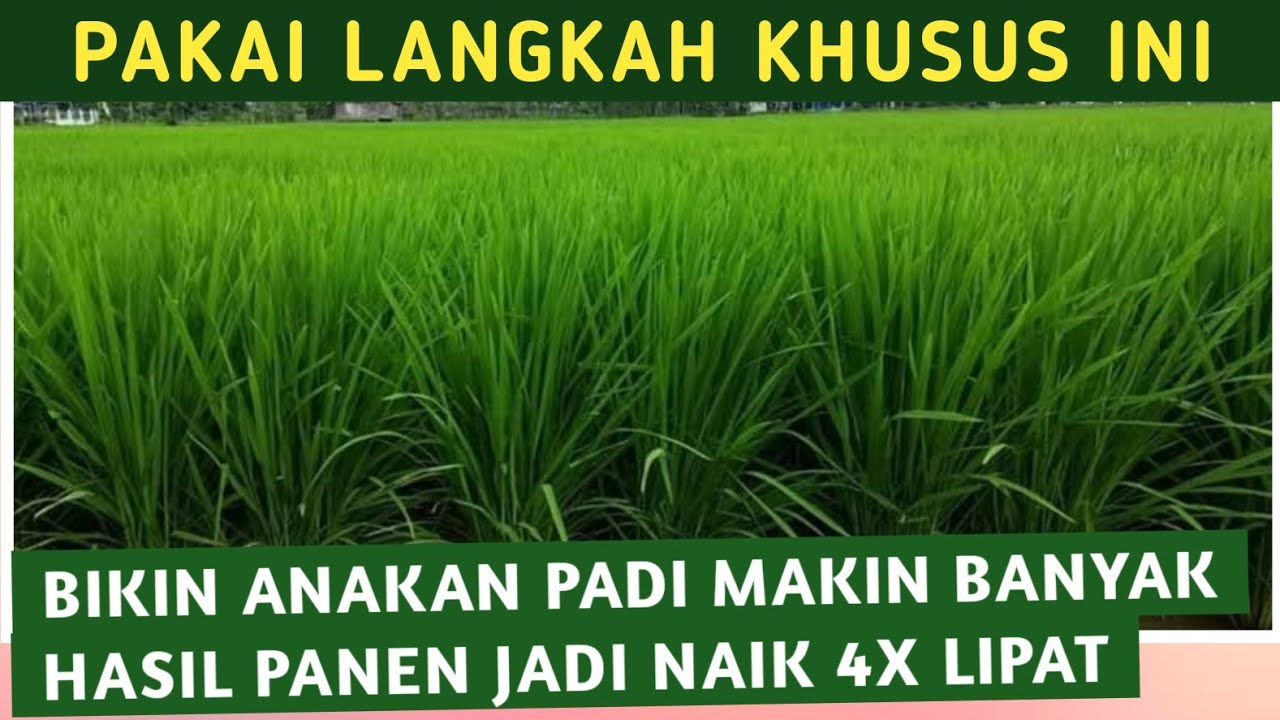 TERBUKTI !! PAKAI CARA INI BIKIN ANAKAN PADI MAKIN BANYAK HASIL PANEN ...