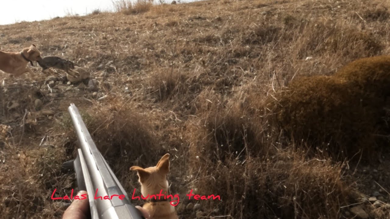 Κυνήγι λαγού με Κρητικά λαγωνικα!!μια τρομερή φάση!!όταν το καντήλι ...
