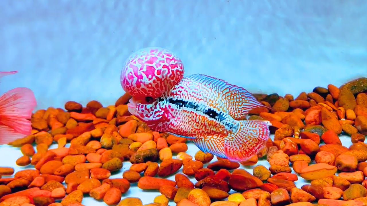 7 Most Beautiful Types of F2 King Kamfa Flowerhorn Fish - YouTube