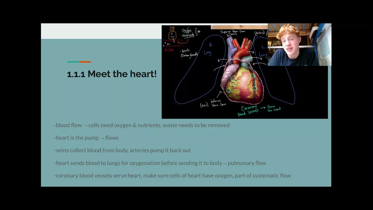 An introduction to the heart explained by a 15 y/o - YouTube