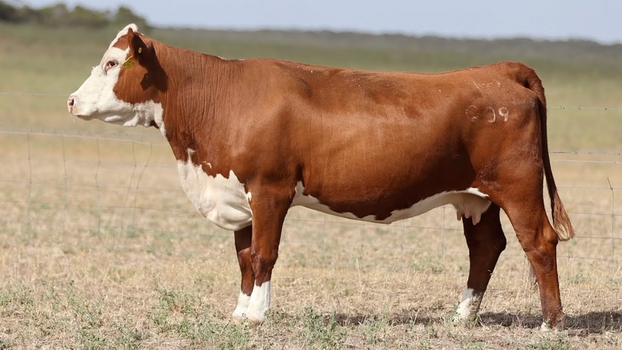 Lot 60 DAYQ090 Days Whiteface Mature Cow Dispersal 2025 - YouTube