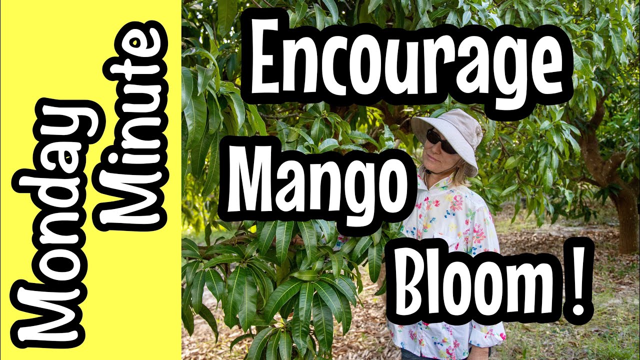 Monday Minute- How to Encourage Mango Bloom! - YouTube