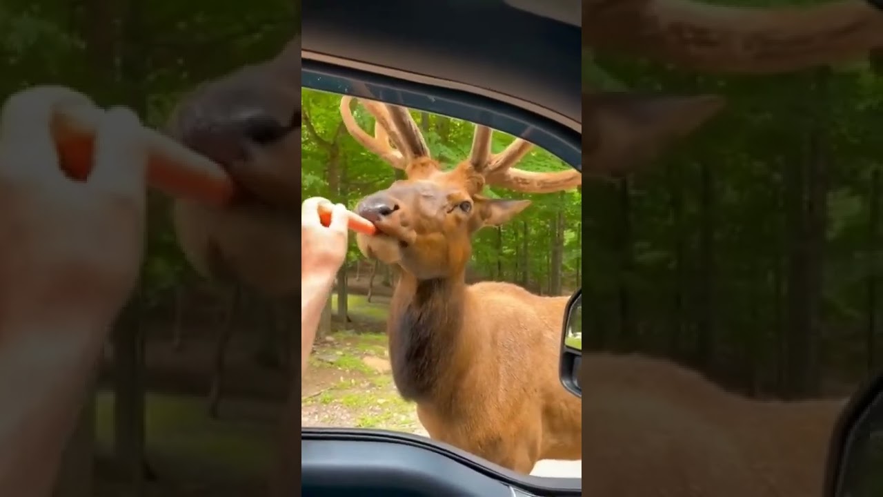 Funny and beautiful human deer interaction! Amazing nature - YouTube