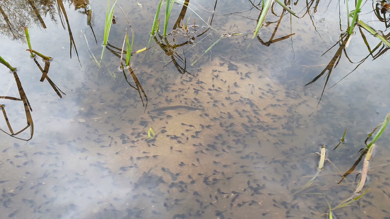 Konnakullesed ja hobukaan ehk püdal / Frog tadpoles and horse-leech ...