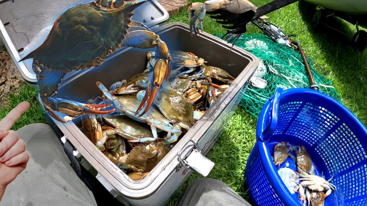 Catching Dozens of BLUE CRABS from a kayak - YouTube
