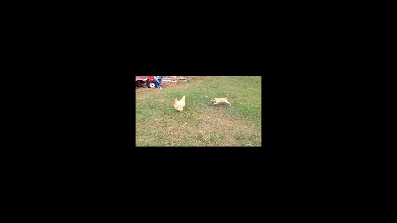 Chicken Vs Dog Fights معارك الدجاج مقابل الكلاب - YouTube