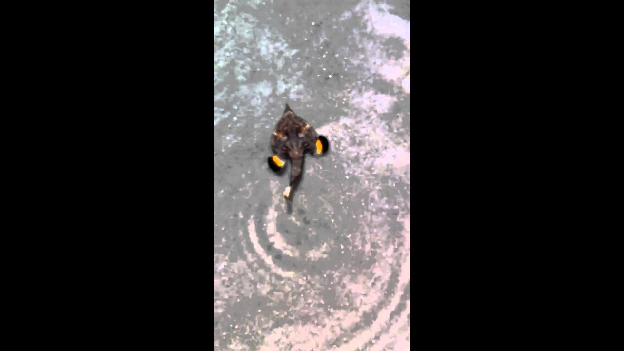 Ogcocephalus corniger (Longnose batfish) - YouTube