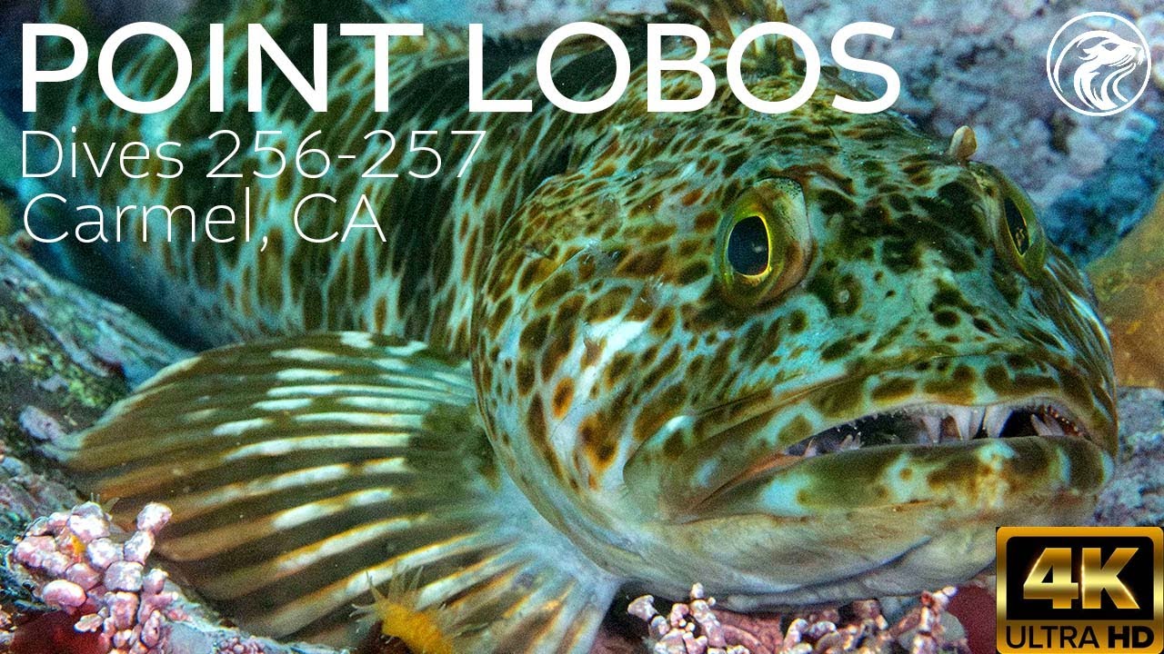 SCUBA How To Dive Point Lobos - Carmel, CA 2024 - 4k - YouTube