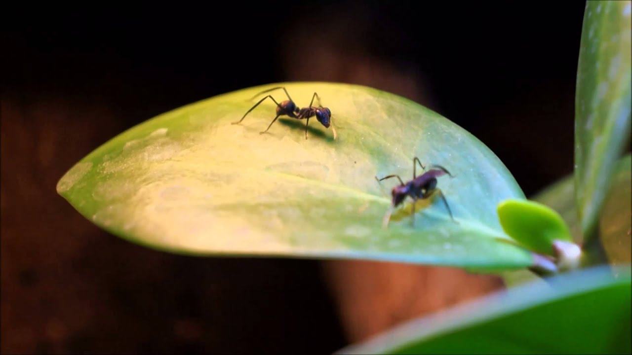 Gigantiops destructor - YouTube