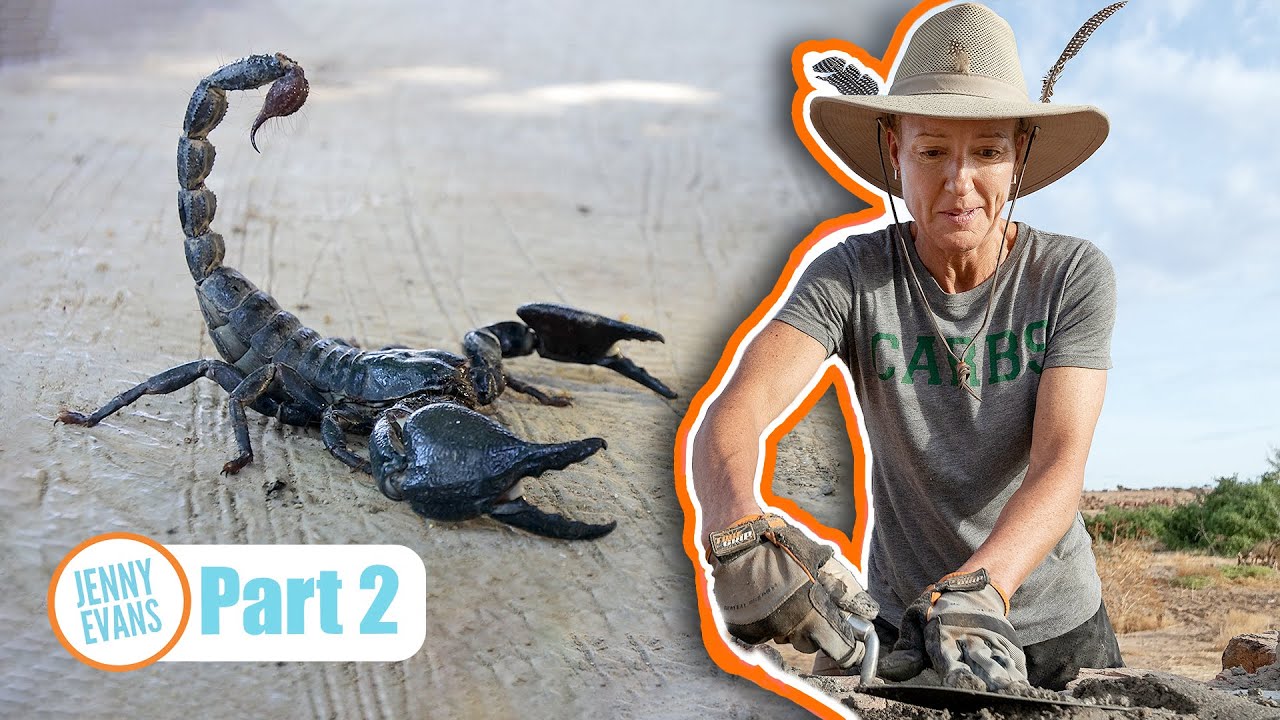 Scorpions & Secrets in the Sand: Knowing What You're Looking For - YouTube