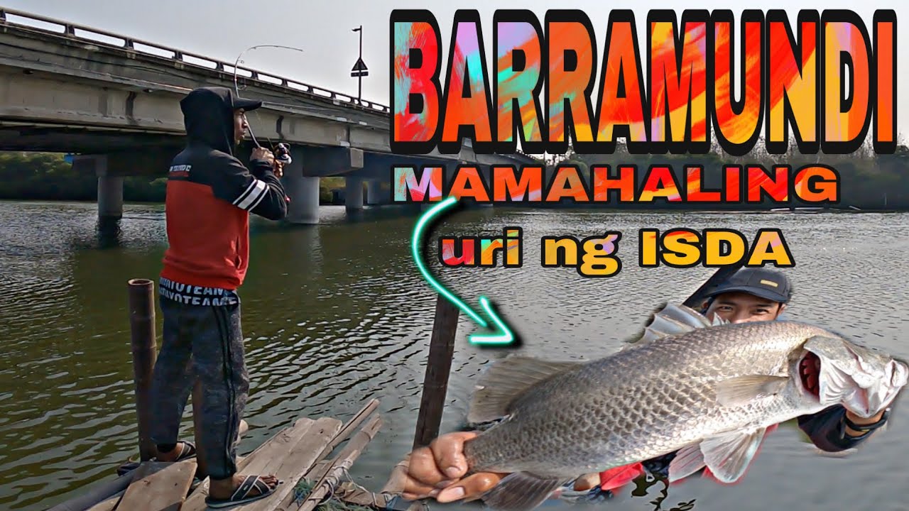 BARRAMUNDI? sa ilalim ng TULAY|MAMAHALIN NA isda.? - YouTube