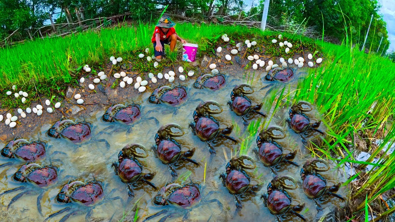 amazing! I found so many eggs and big crabs in a pond after raining at ...