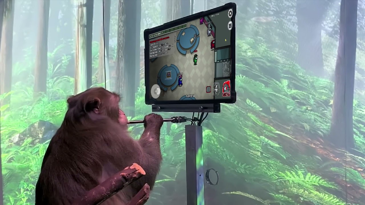 when the monkey is sus! 😳😳😳 - YouTube