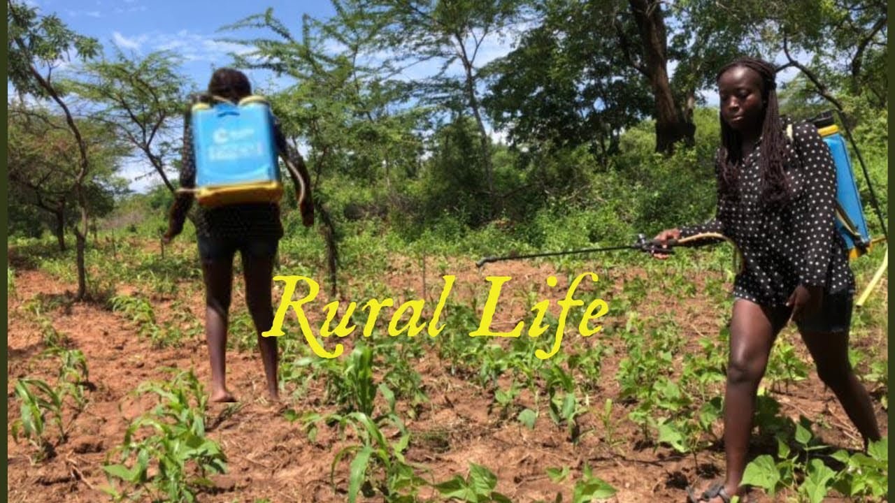 A day in the Rural Life/ African Homestead - YouTube