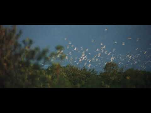 Goodbye Uncle Tom 1971 Opening scene 4K HDR